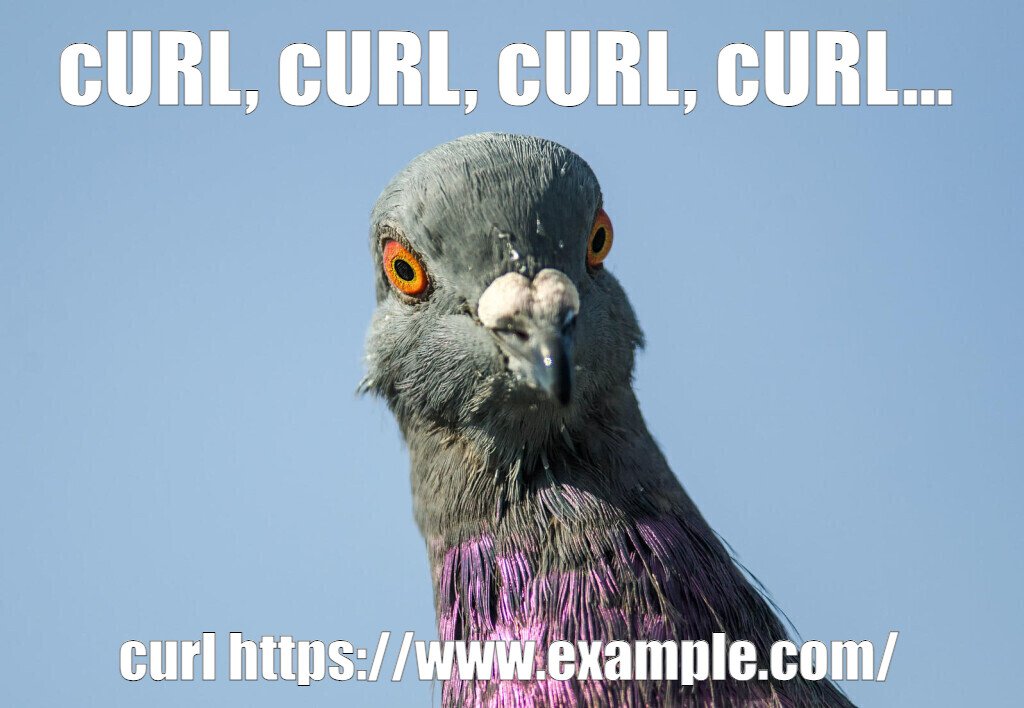 Мем Curl, curl, curl, curl... curl https: №347301