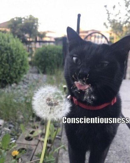 Мем Conscientiousness №257384