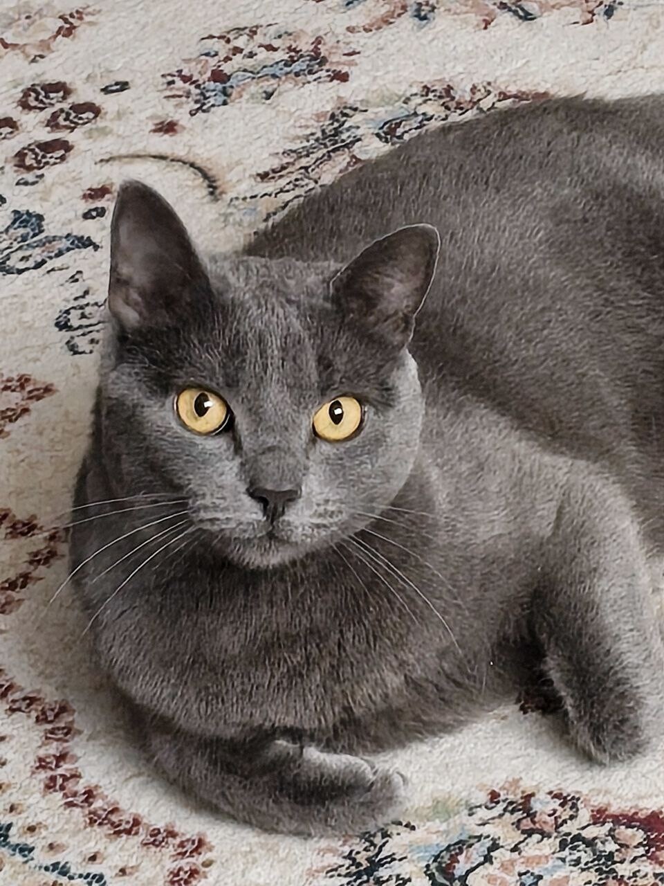 Создать мем «cartesian cat breed, chartreux cat characteristics» онлайн