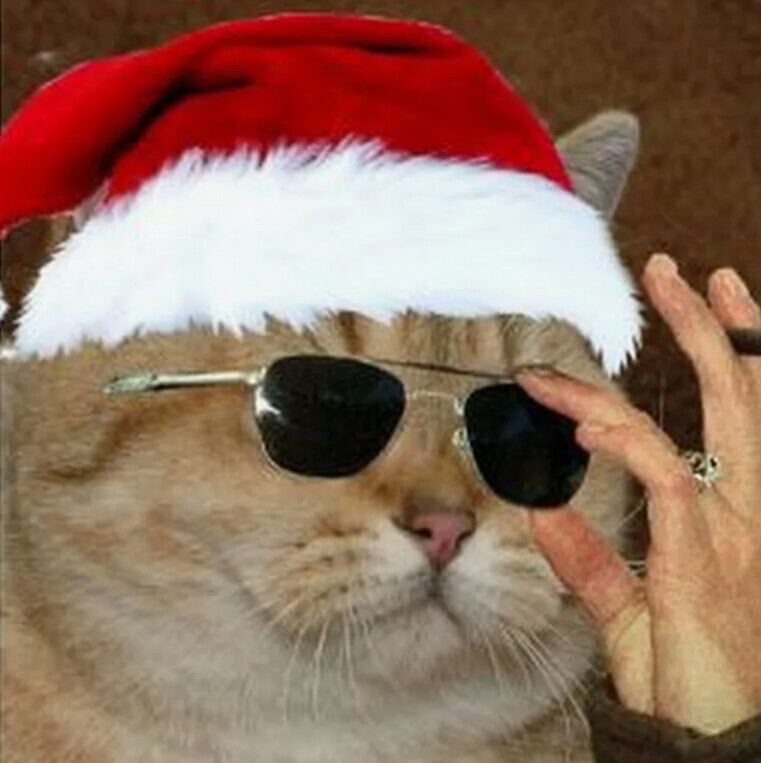 Создать мем «мем новогодний кот, котик в очках» онлайн
